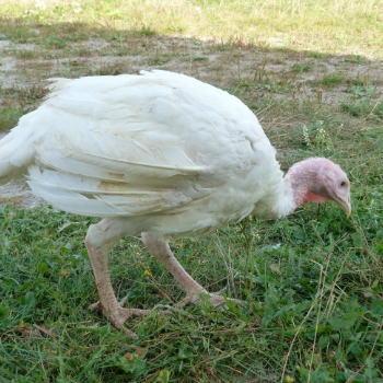 Les dindes - Des poules dans mon jardin