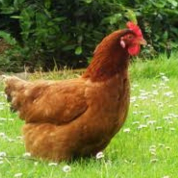 Les poules pondeuses - Des poules dans mon jardin