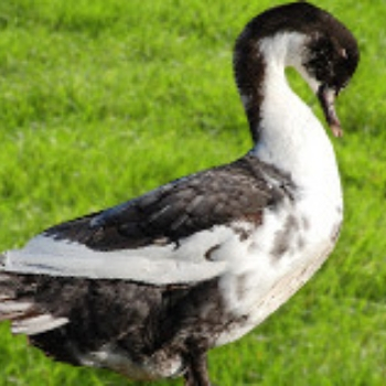 Les canards - Des poules dans mon jardin